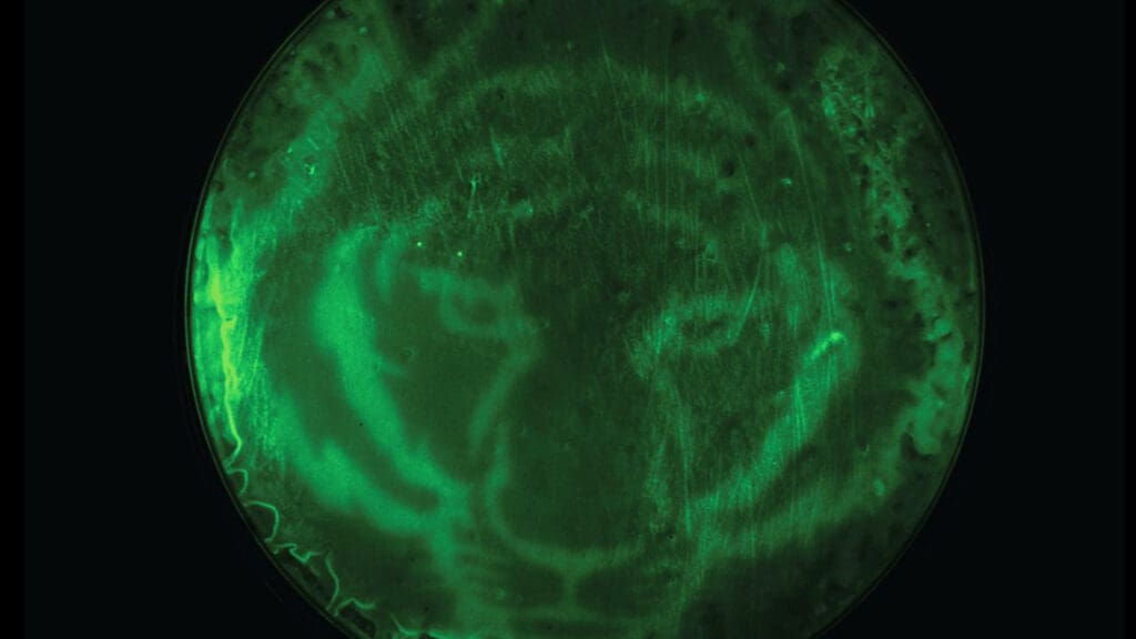 Flipping light on-off turns bacteria into chemical factories ...