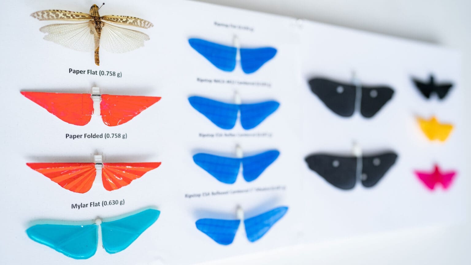 Danqi Chen - Princeton Engineering