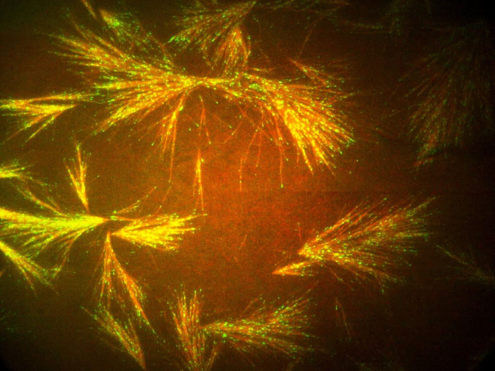 Cellular scaffolding rewired to make microscopic railways - Princeton ...