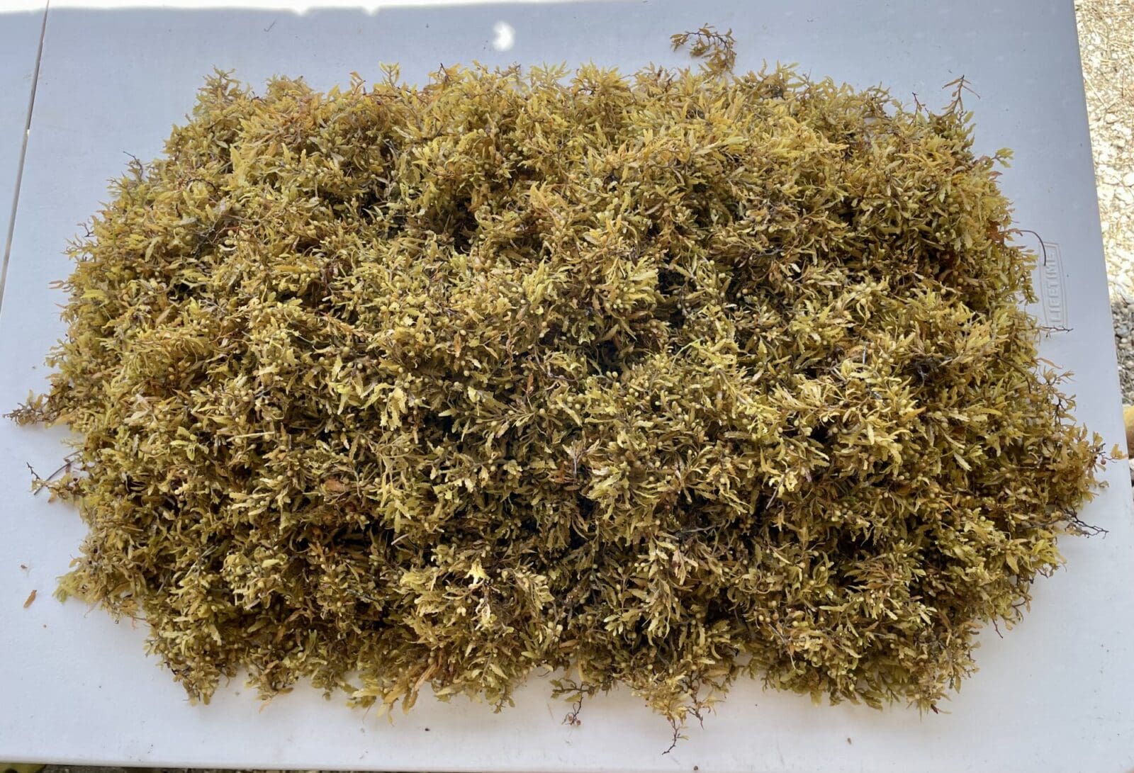 Transforming troublesome seaweed into a feedstock of the future ...