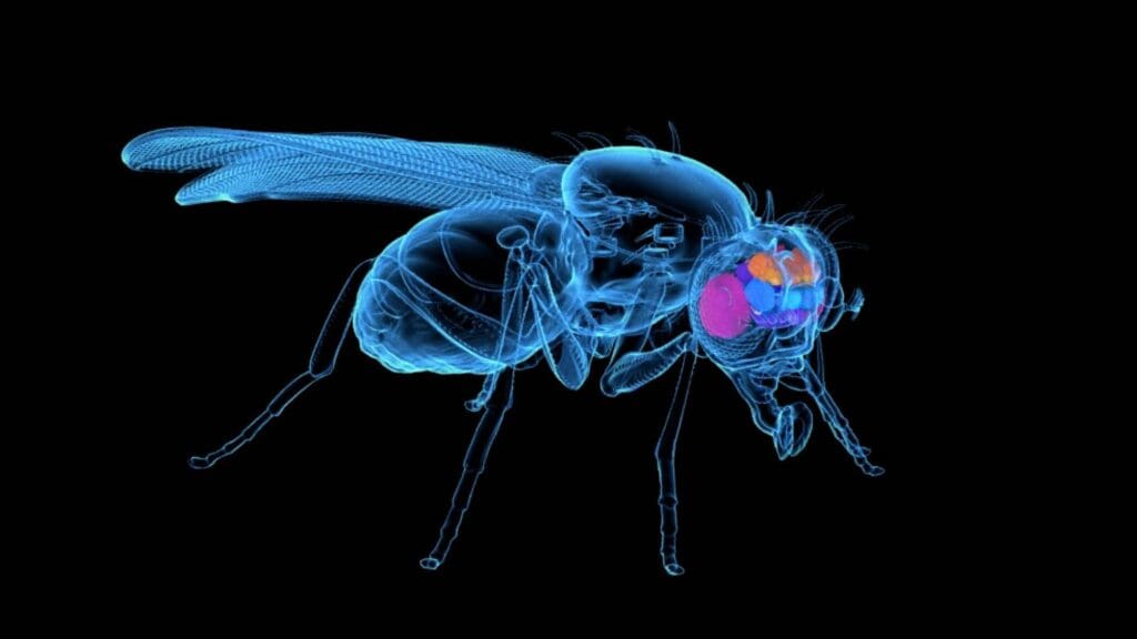 Mapping an entire (fly) brain: A step toward understanding diseases of ...