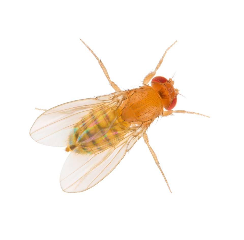 Mapping an entire (fly) brain: A step toward understanding diseases of ...