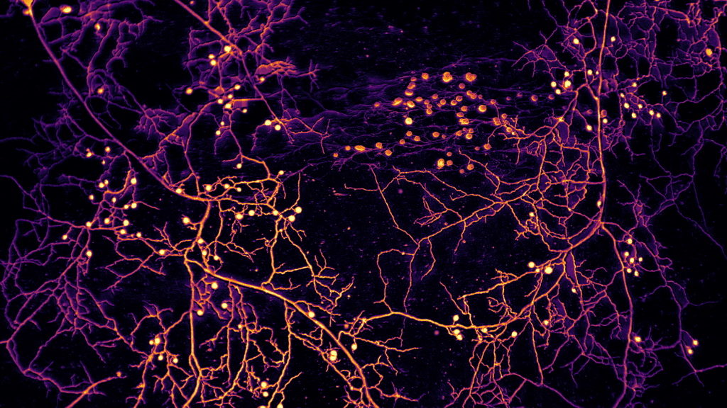 Howard Stone - Princeton Engineering