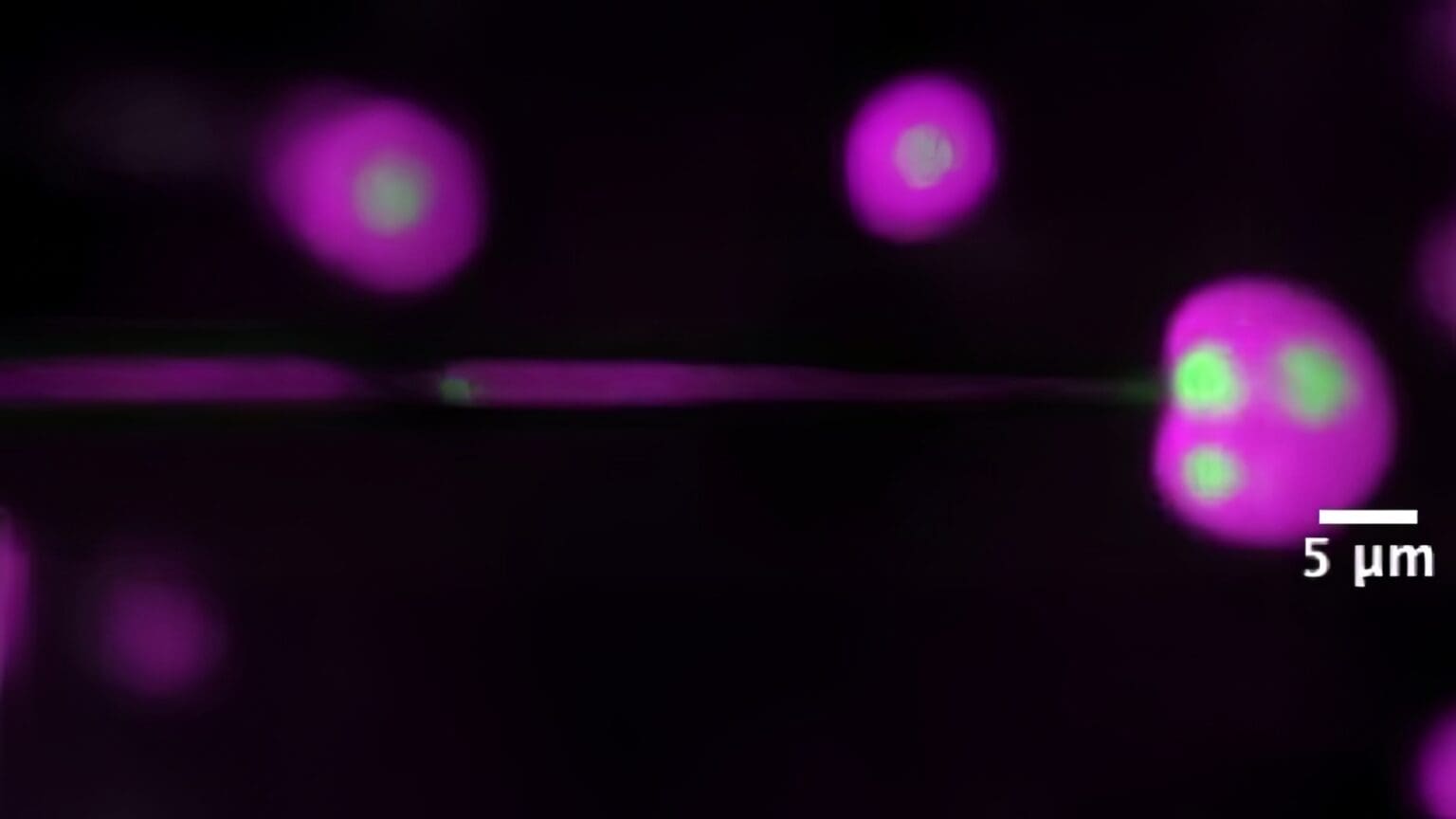 Technique inspired by lace making could someday weave structures in ...