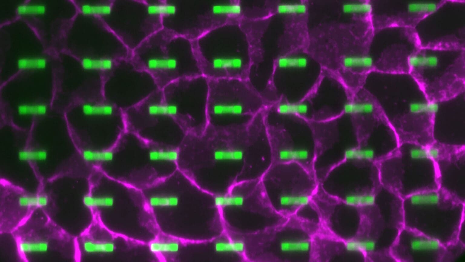 Omenn-Darling Bioengineering Institute - Princeton Engineering